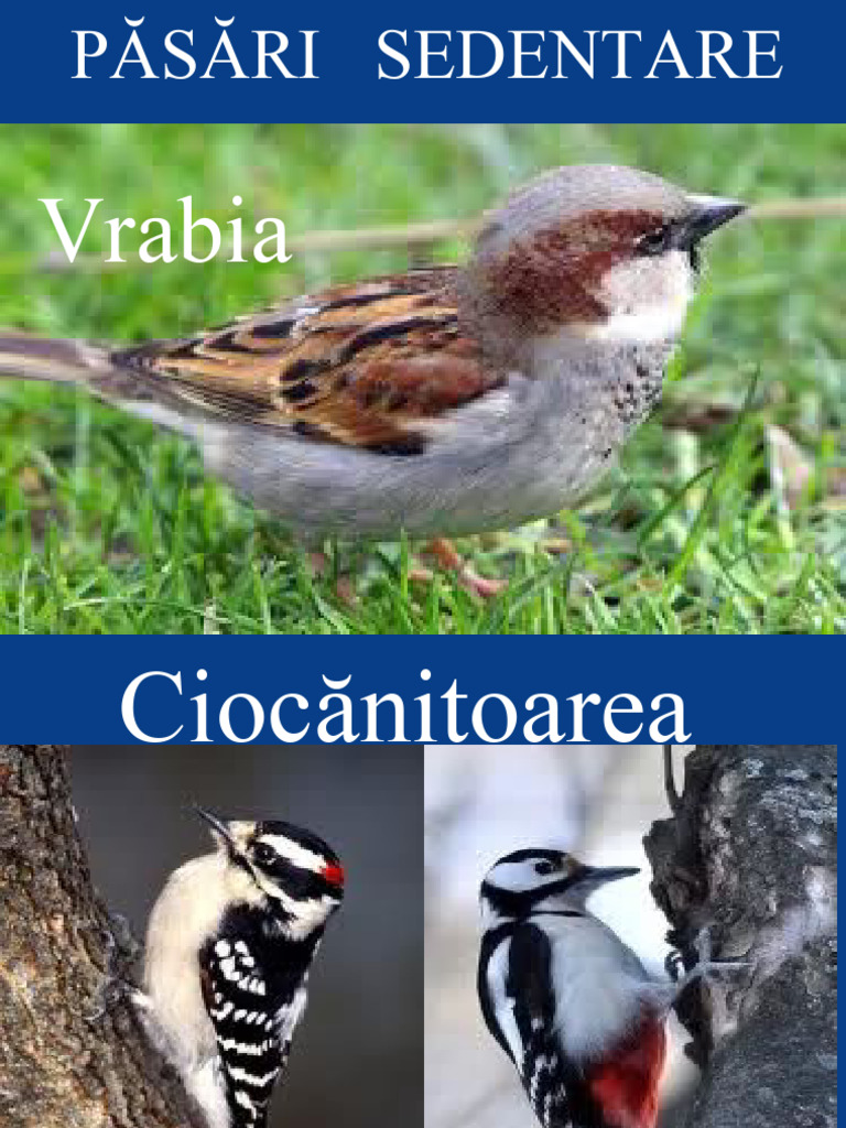 prezentare păsări sedentare | PDF
