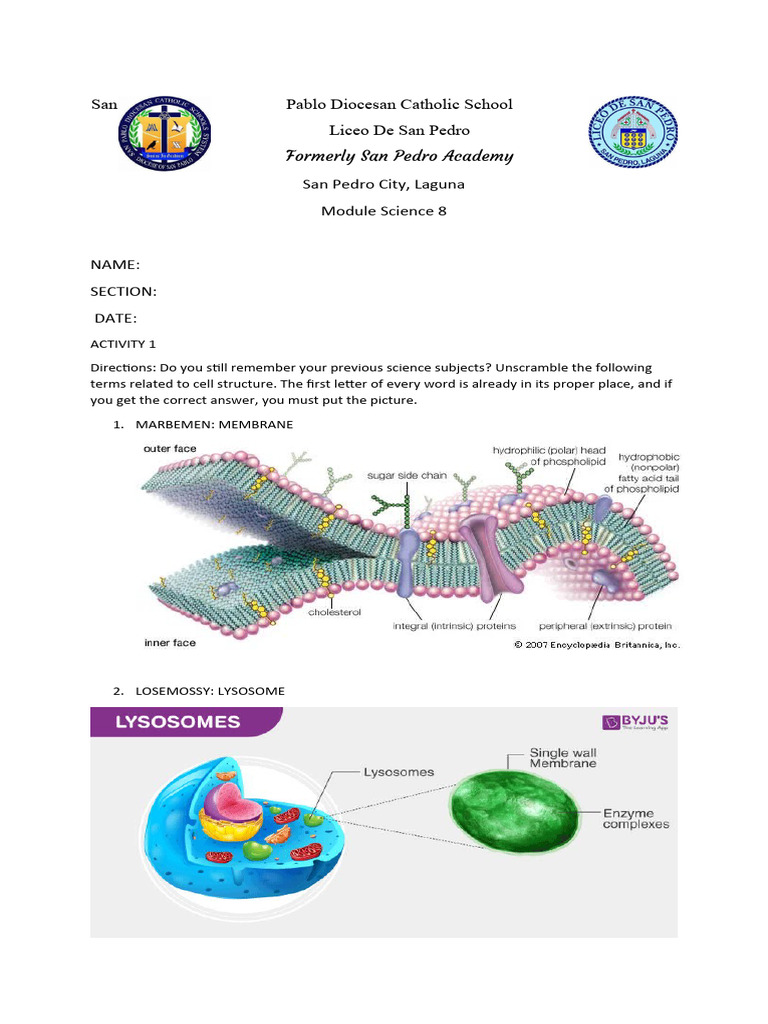 Worksheet #1 4TH | PDF | Cell (Biology) | Cytoplasm