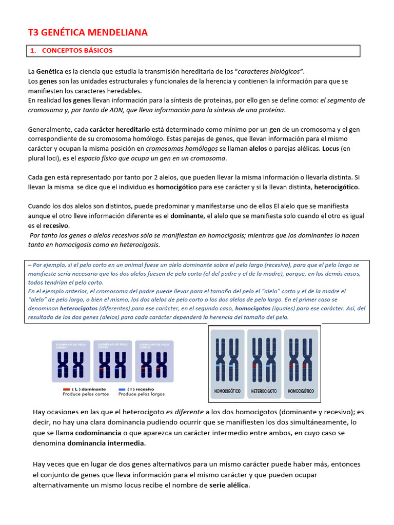 T3 Genética Mendeliana | PDF | Dominancia (Genética) | Cigosidad
