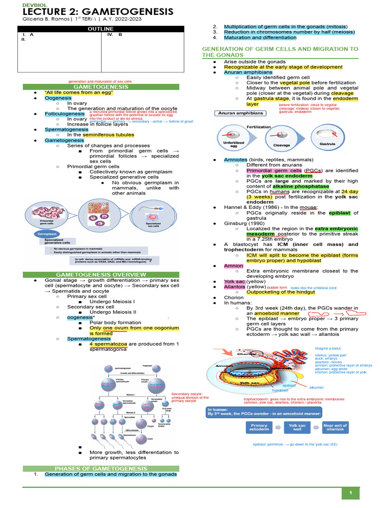 02a Gametogenesis | PDF | Meiosis | Developmental Biology