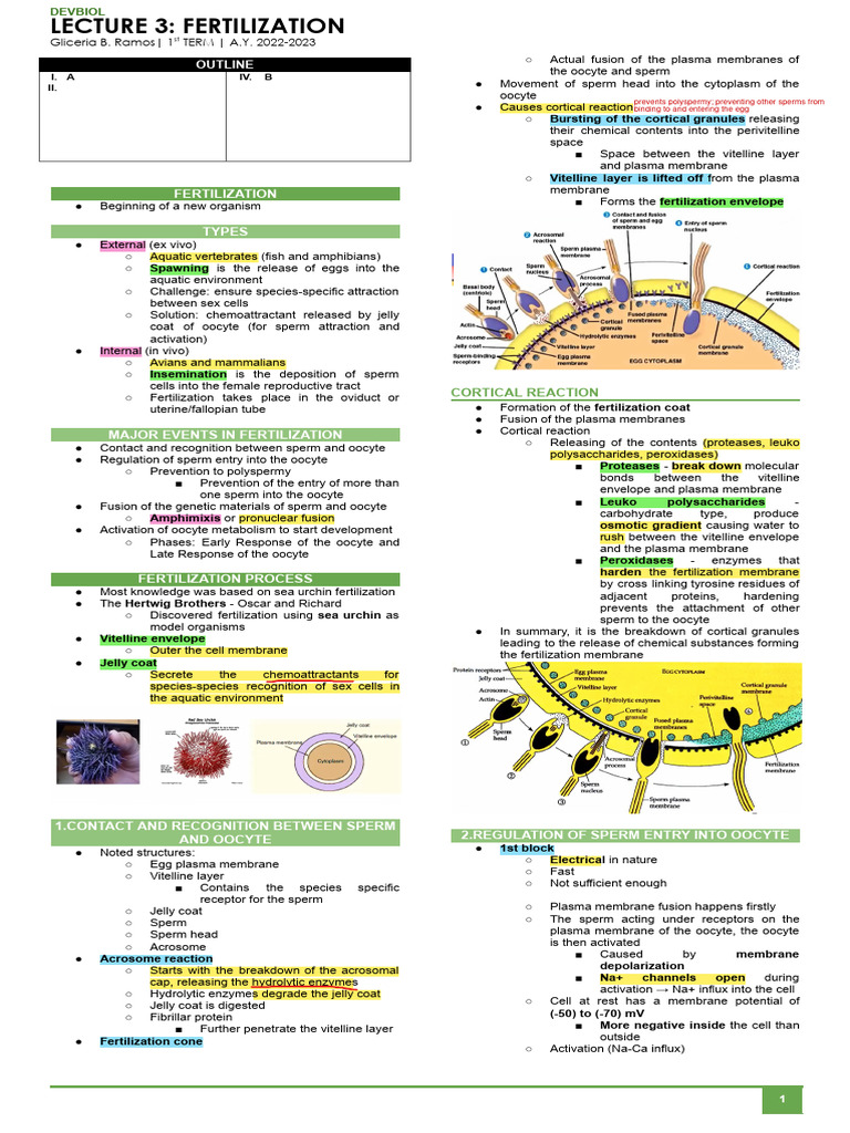 03 Fertilization | PDF | Fertilisation | Meiosis