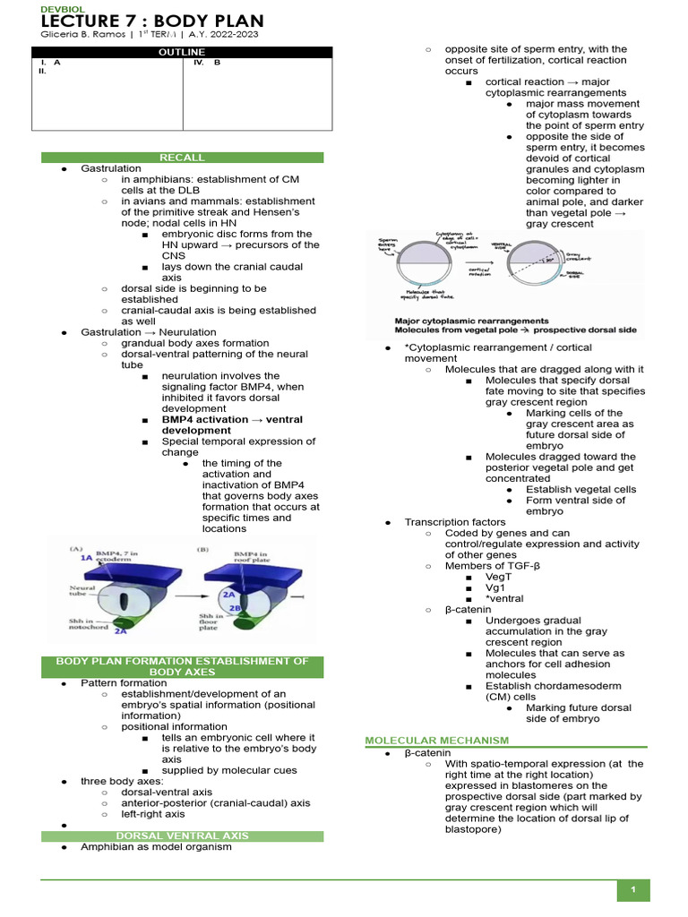 07 Body Axis Formation | PDF | Developmental Biology | Reproduction