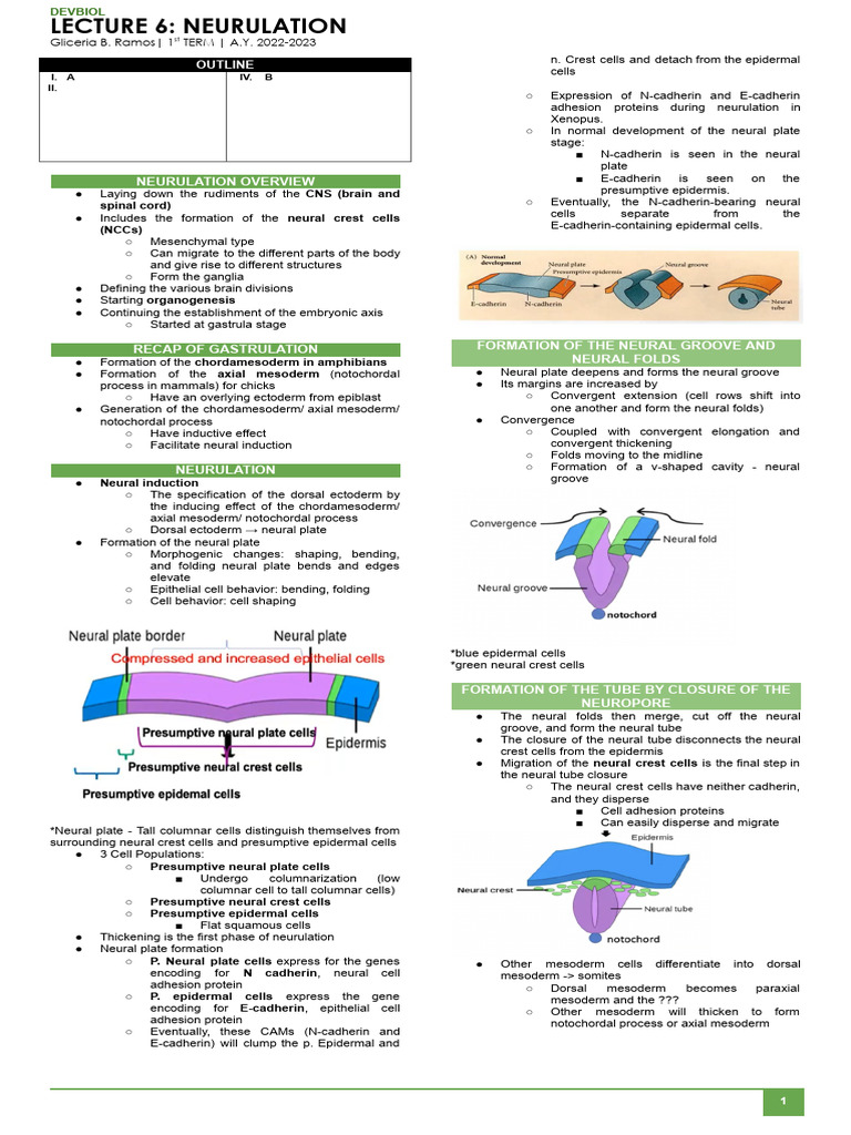 06 Neurulation | Download Free PDF | Change | Anatomy