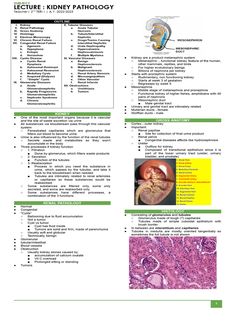 12 Kidney | PDF | Kidney | Diseases And Disorders