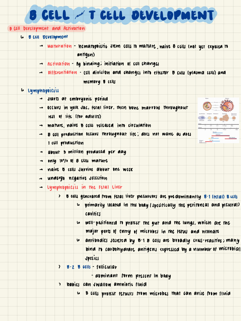 B Cell Development | PDF | B Cell | Biotechnology