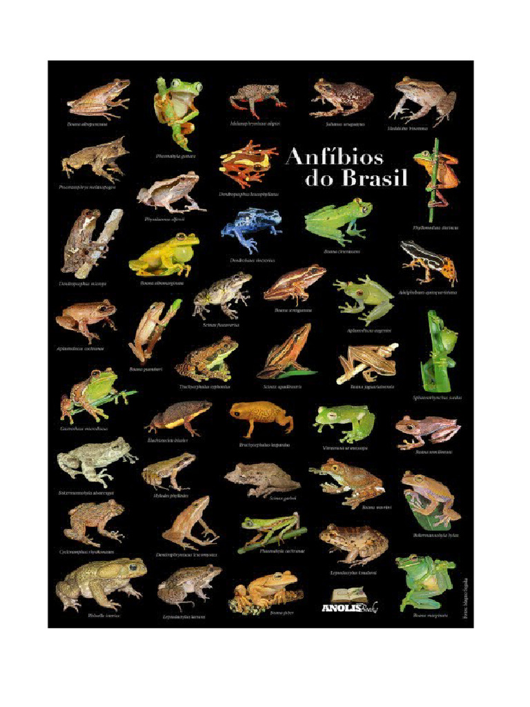 Anfibios | PDF