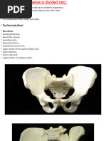 Female Pelvis Diameters Explained | PDF