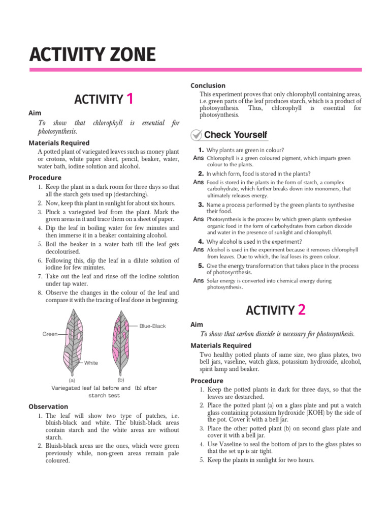 All in One SCIENCE 10 Activity CH 5a | PDF | Photosynthesis | Glucose