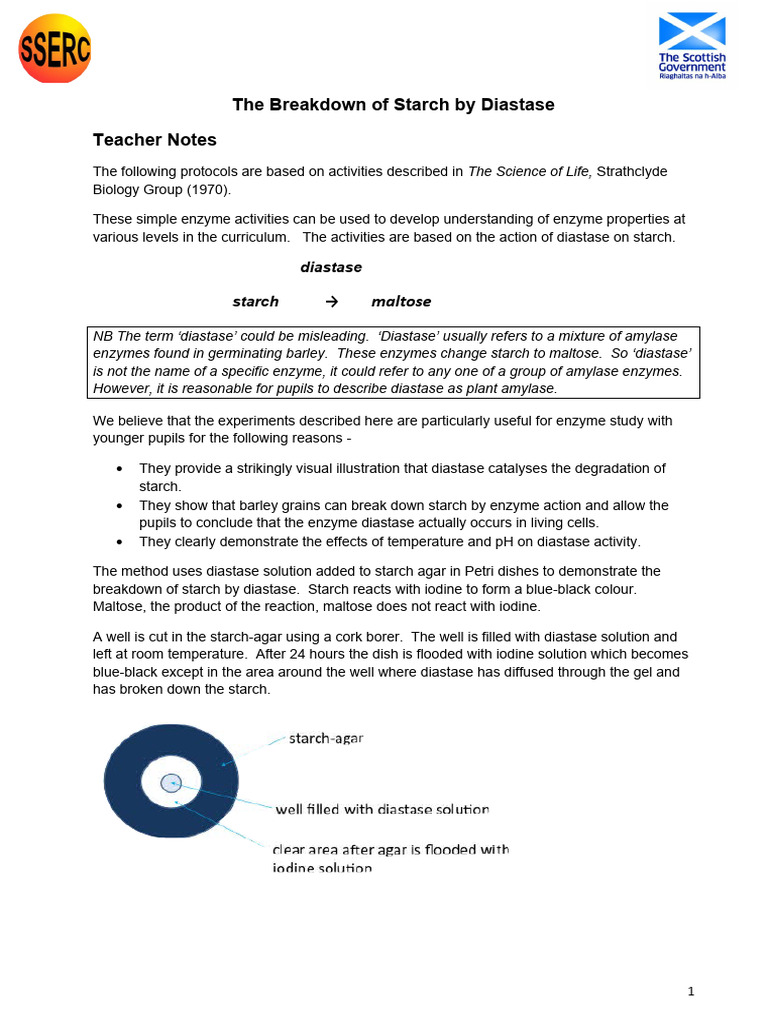 Diastase Teacher-Guide | PDF | Starch | Ph