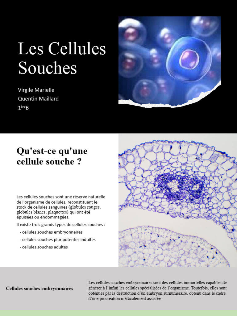 Cellules Souches - Enseignement Scientifique-1ere | PDF | Cellule ...