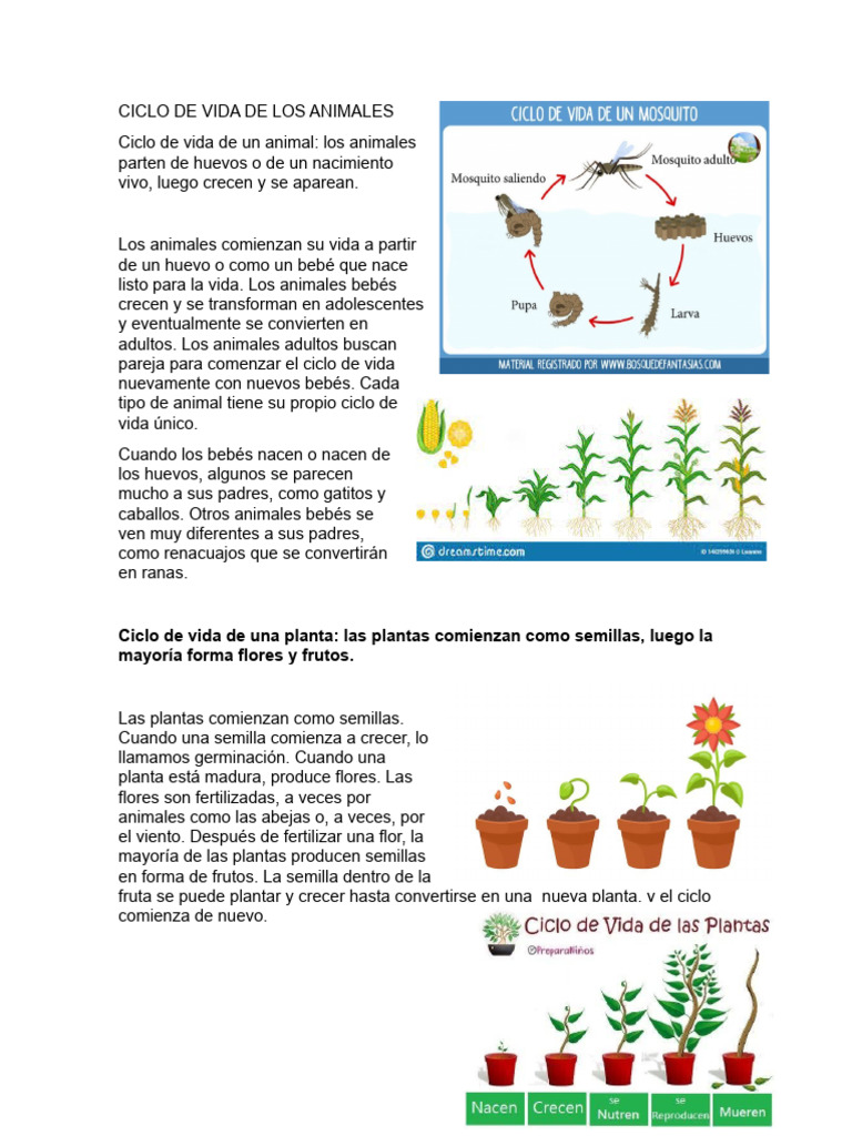 Ciclo de Vida de Los Animales | PDF