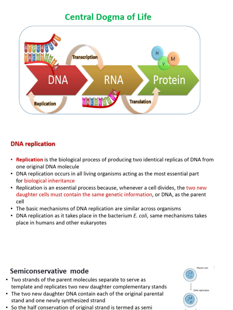 DNA Replication Process Explained | PDF