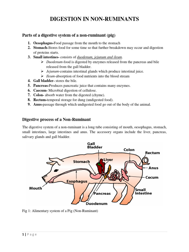 Non-Ruminant Digestive Systems | PDF | Digestion | Human Digestive System