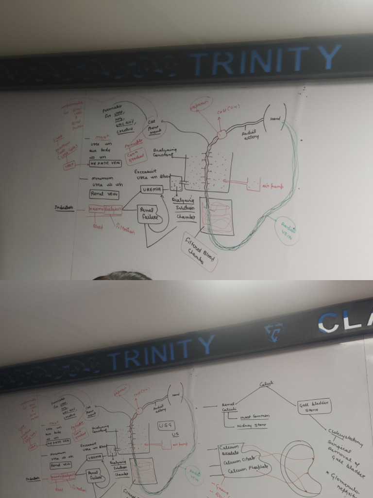 Bio Artificial Kidney | PDF | Urinary System | Physiology