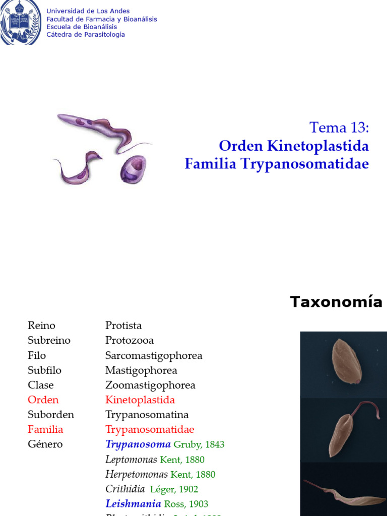 Tema 13. Orden Kinetoplastida | PDF | Leishmania | Biología Celular