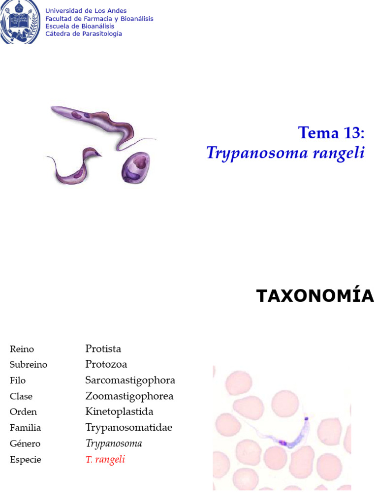 Tema 13. Trypanosoma Rangeli | PDF | Especialidades Medicas | Medicina ...