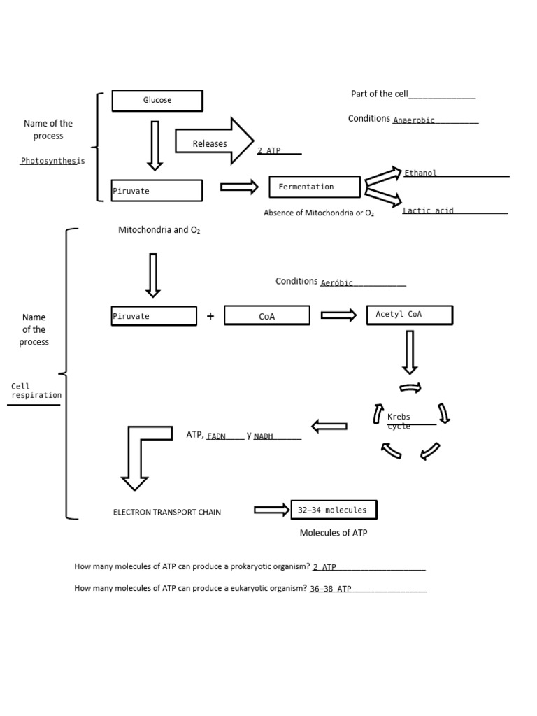 Cell Respiration | PDF | Cellular Respiration | Physiology