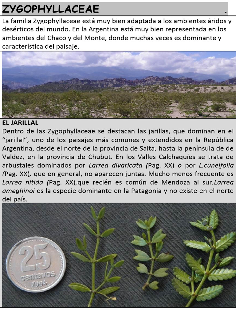 VARIEDADES DE JARILLA | PDF | Morfología Vegetal | Ramas de la botánica