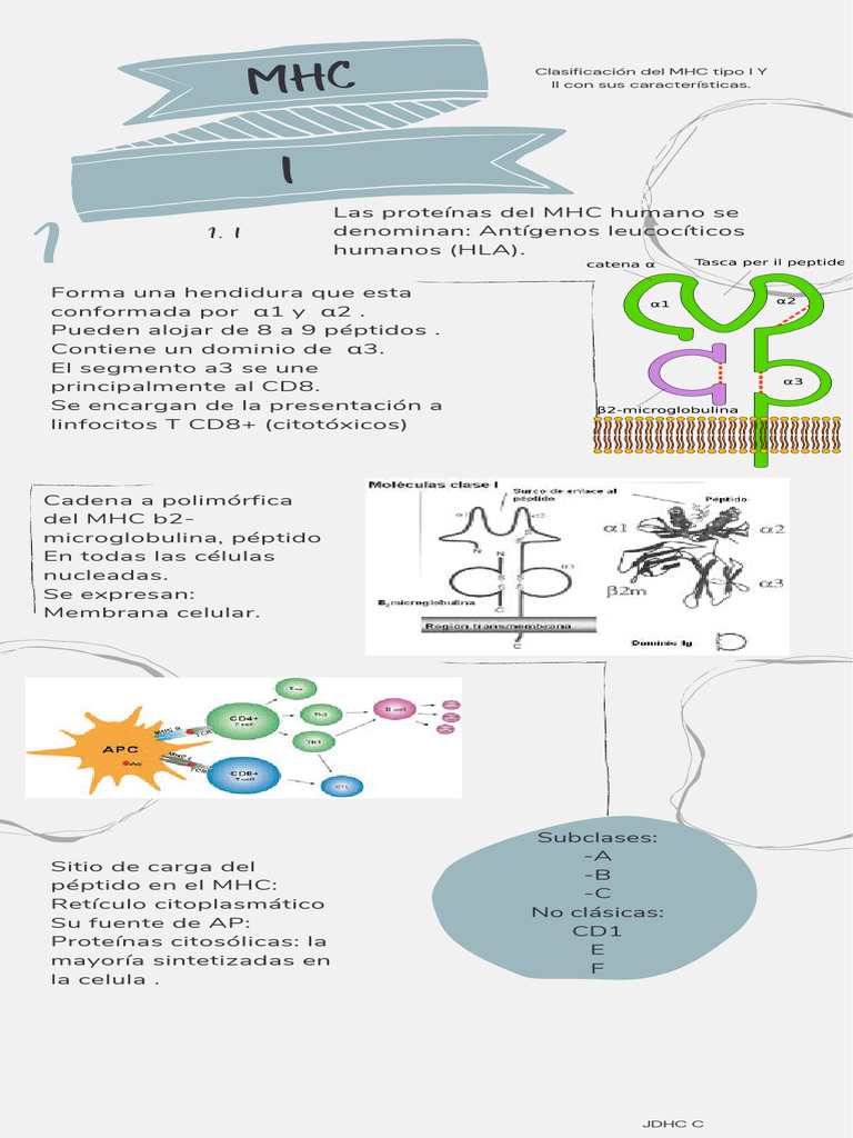 Infografia de MHC I Y II JDHC | PDF | Complejo mayor de ...