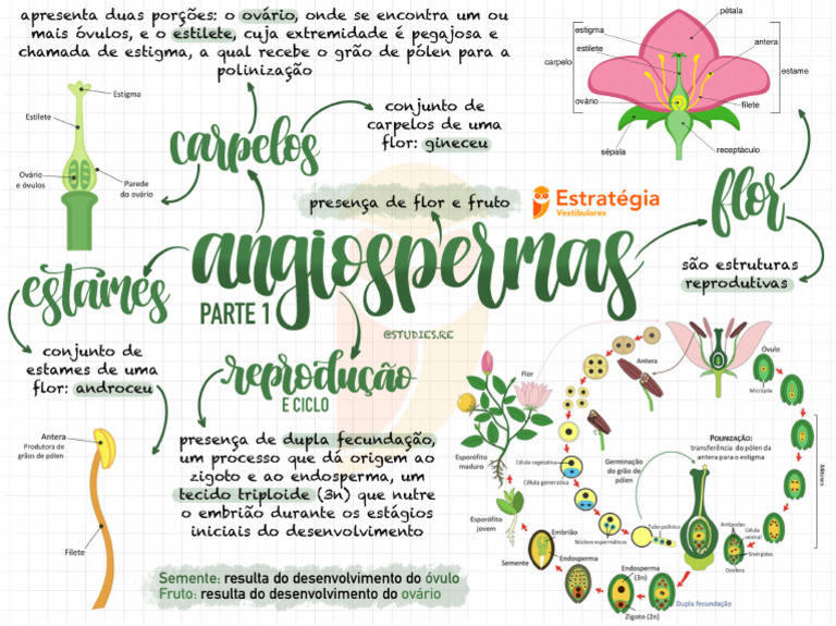 Mapa Mental - Angiospermas 1 - Biologia | PDF