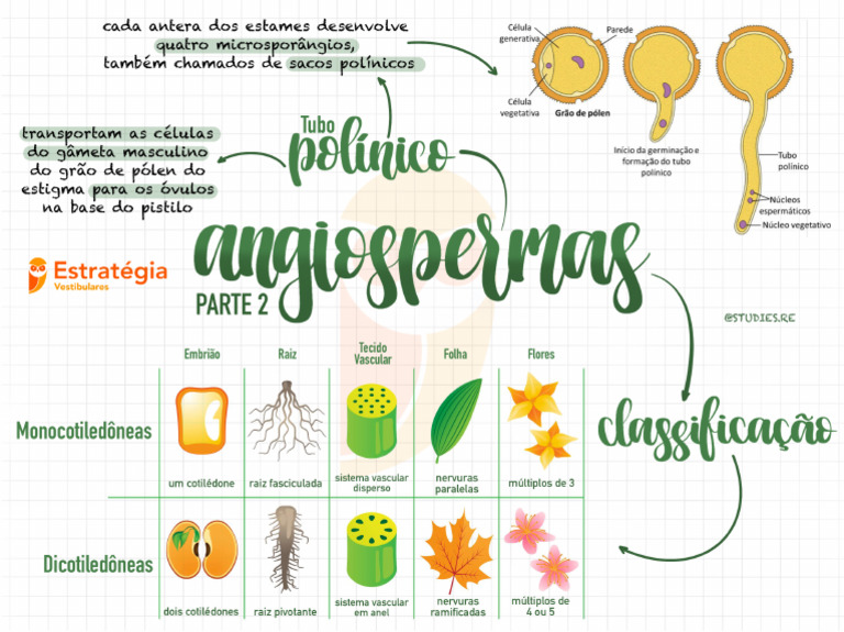 Mapa Mental - Angiospermas 2 - Biologia | PDF