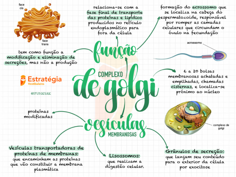 Mapa Mental - Complexo de Golgi - Biologia | PDF