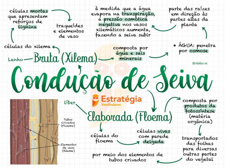 Mapa Mental - Condução de Seiva - Biologia | PDF