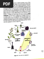 Function and Role of Plumule in Seeds | PDF | Seedling | Biology