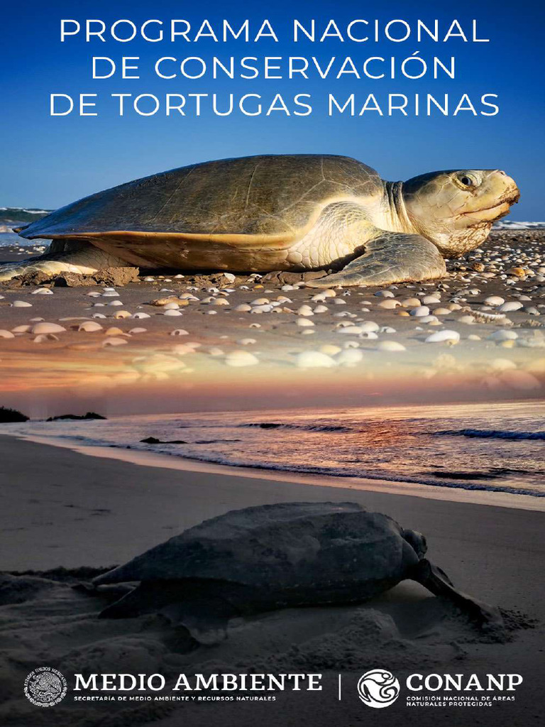 Conservación de Tortugas Marinas en México | PDF | Tortuga marina | México