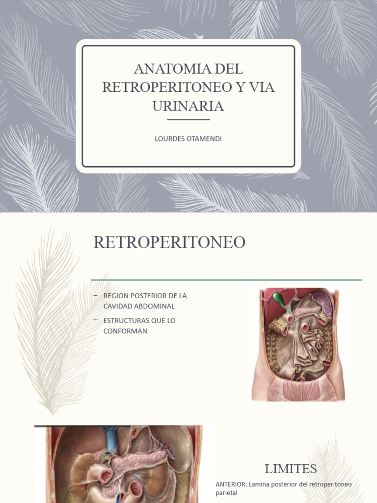 Anatomía del Retroperitoneo y Vía Urinaria | PDF | Abdomen | Riñón