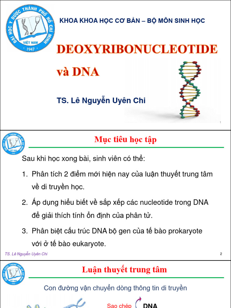 Chuong 1. Bai 1 - Deoxyribonucleotide Va DNA-Lê Chi | PDF