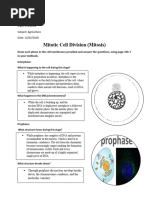 Mitosis Phases Drawing Guide | PDF