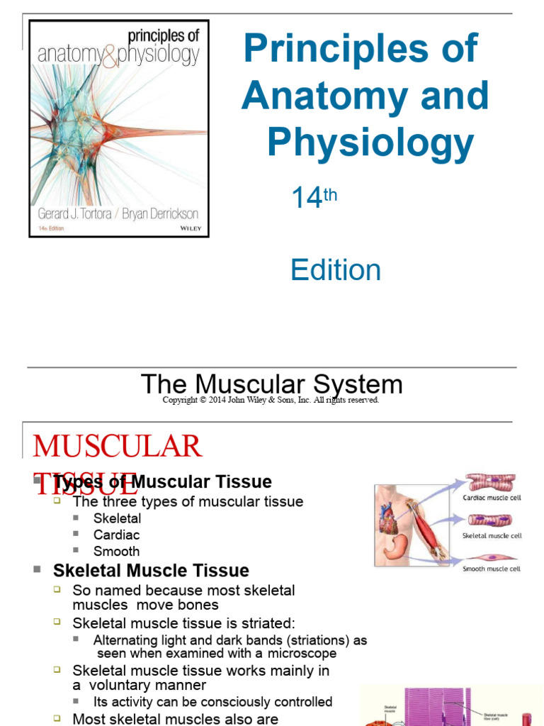 Muscular System | PDF