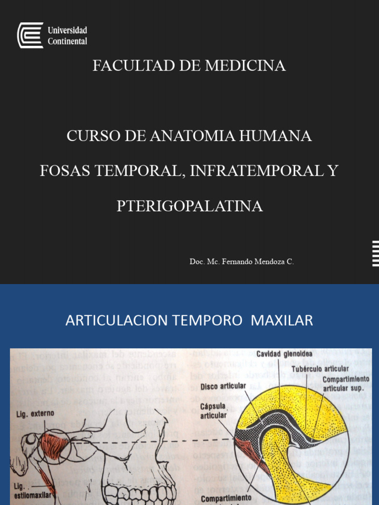 c.3 Region Cigomatica | PDF | Ciencia y matemáticas