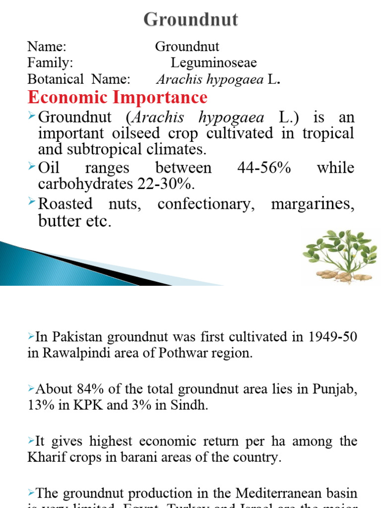 Economic Importance of Groundnut | PDF