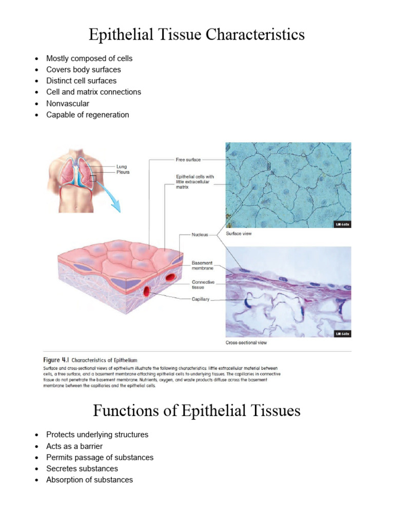 Tissues (Notes) | PDF | Epithelium | Connective Tissue