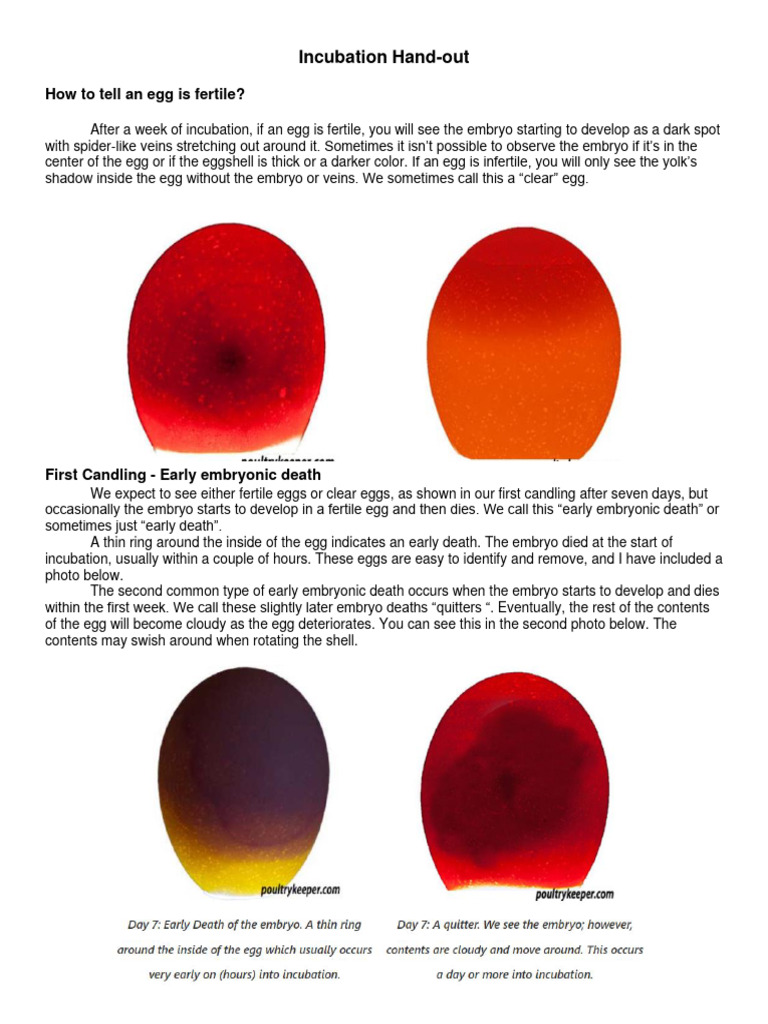 Egg Incubation Guide | PDF | Home & Garden