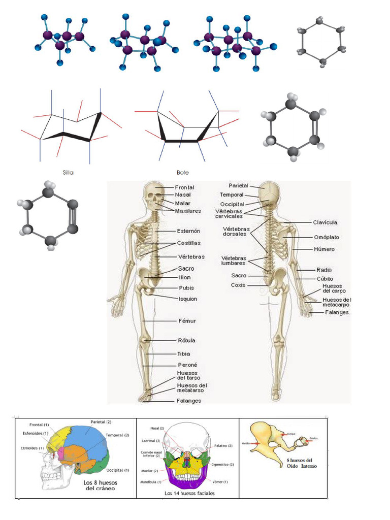Anatomia Imprimir Pdf