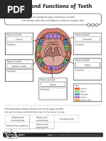 Teeth Labelling Guide and Answers | PDF