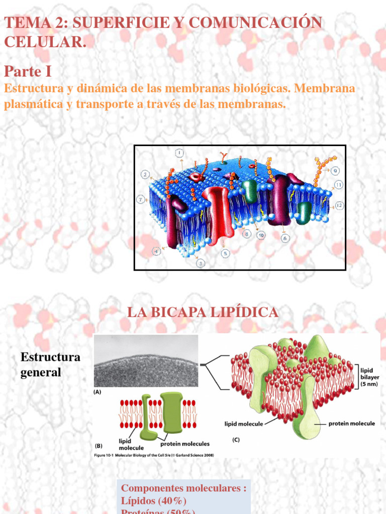 Tema 2 Superficie y Comunicación Celular Parte I | PDF