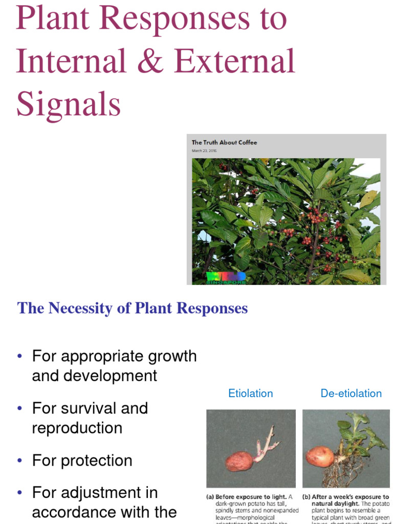 Plant Response - BB - Final | PDF | Plant Hormone | Auxin