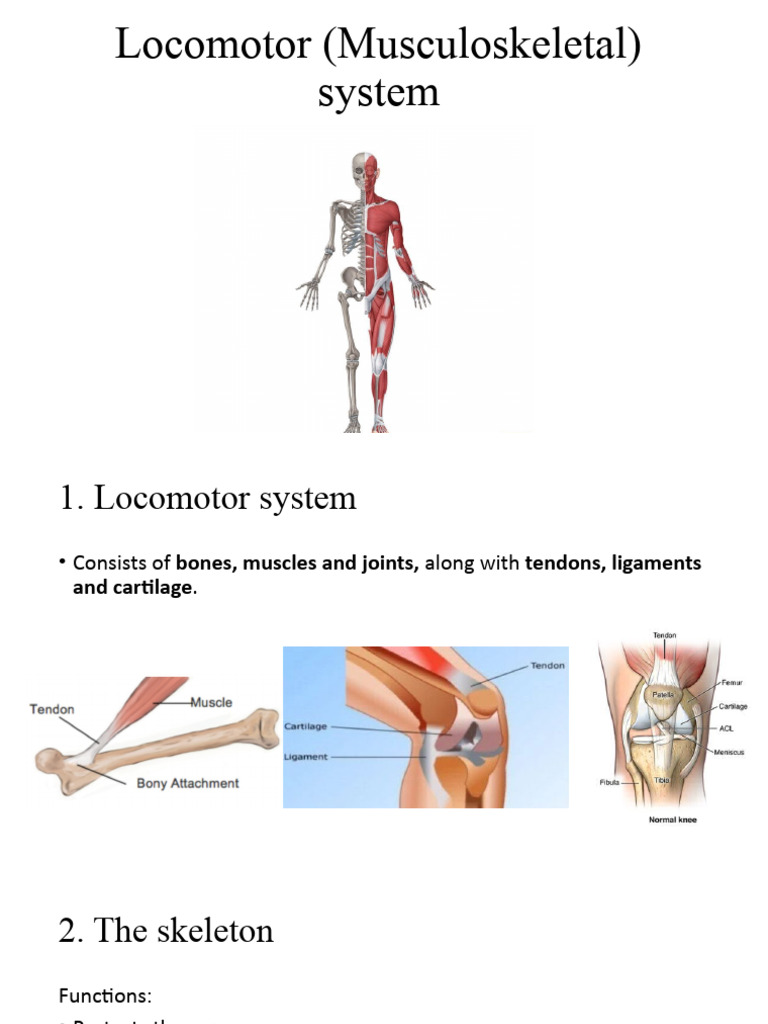 9th Grade - Locomotor System | PDF | Science & Mathematics
