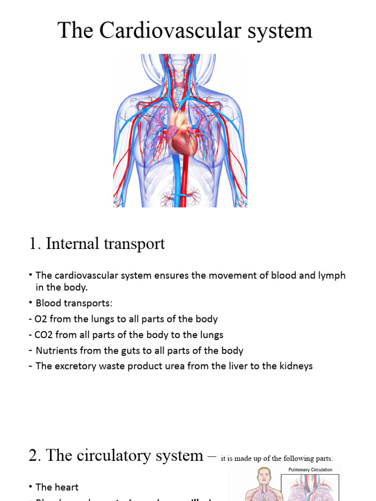 9th Grade - Cardiovascular System | PDF