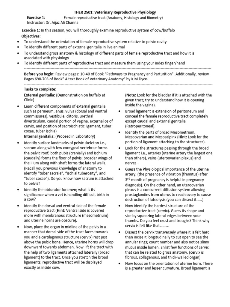 Handout Female Reproductive System Updated | PDF