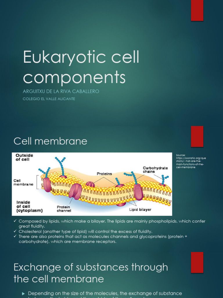 Eukaryotic Cell Components | PDF | Cell (Biology) | Cell Membrane