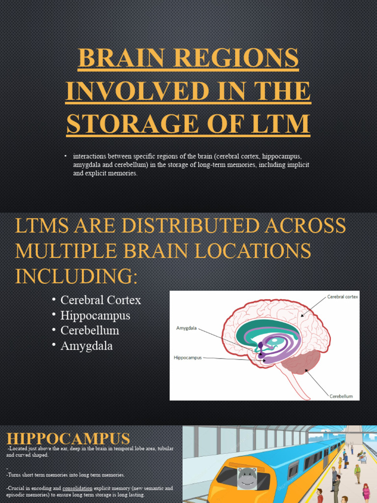 Brain Regions LTM Storage | PDF | Memory | Long Term Memory