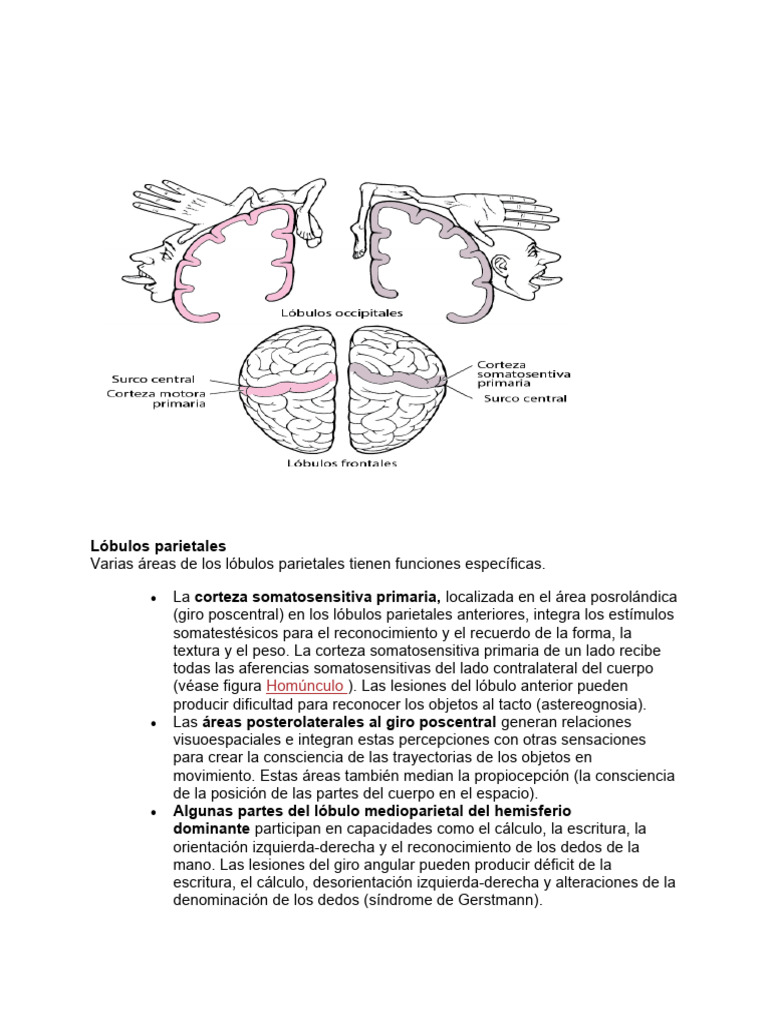 Lóbulos Parietales | PDF | Lóbulo temporal | Corteza Insular