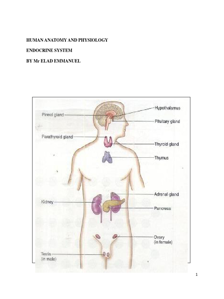 Endocrine System | PDF | Adrenal Gland | Luteinizing Hormone