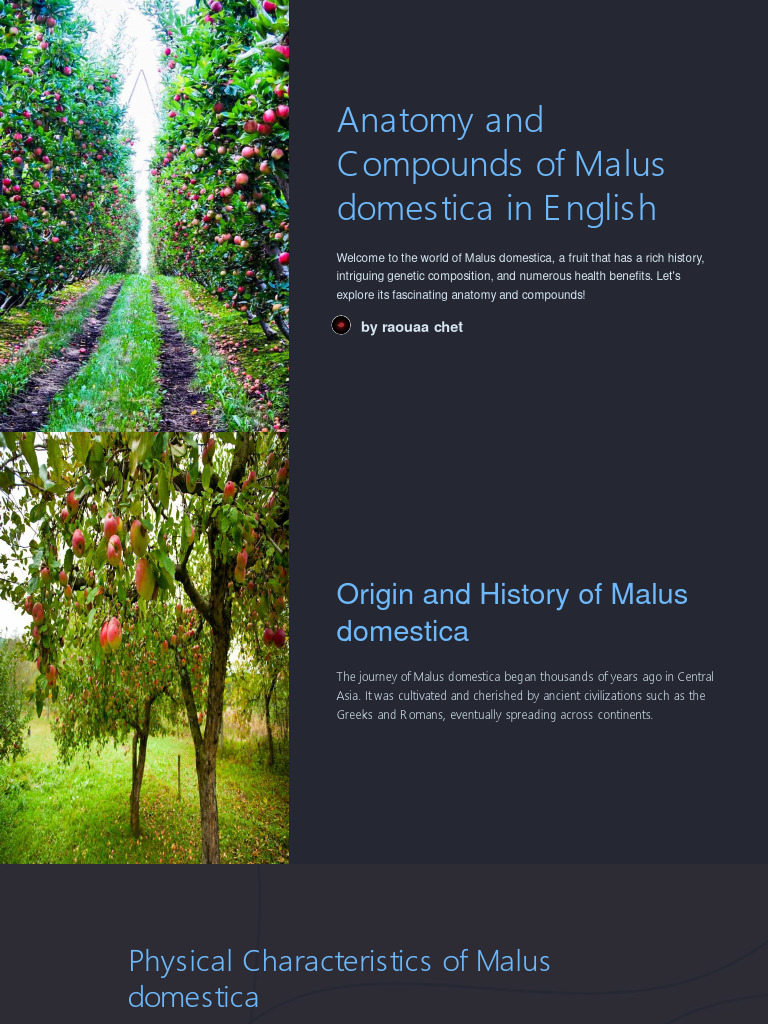 Anatomy and Compounds of Malus Domestica in English | PDF