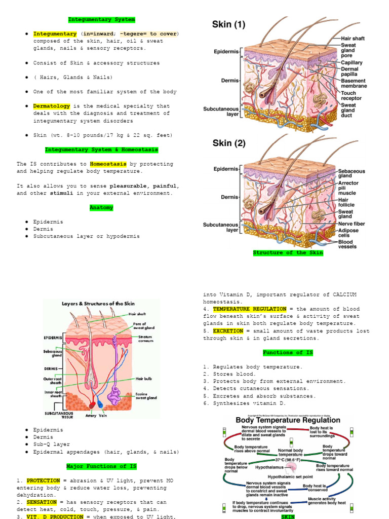 Integumentary and Skeletal System | PDF